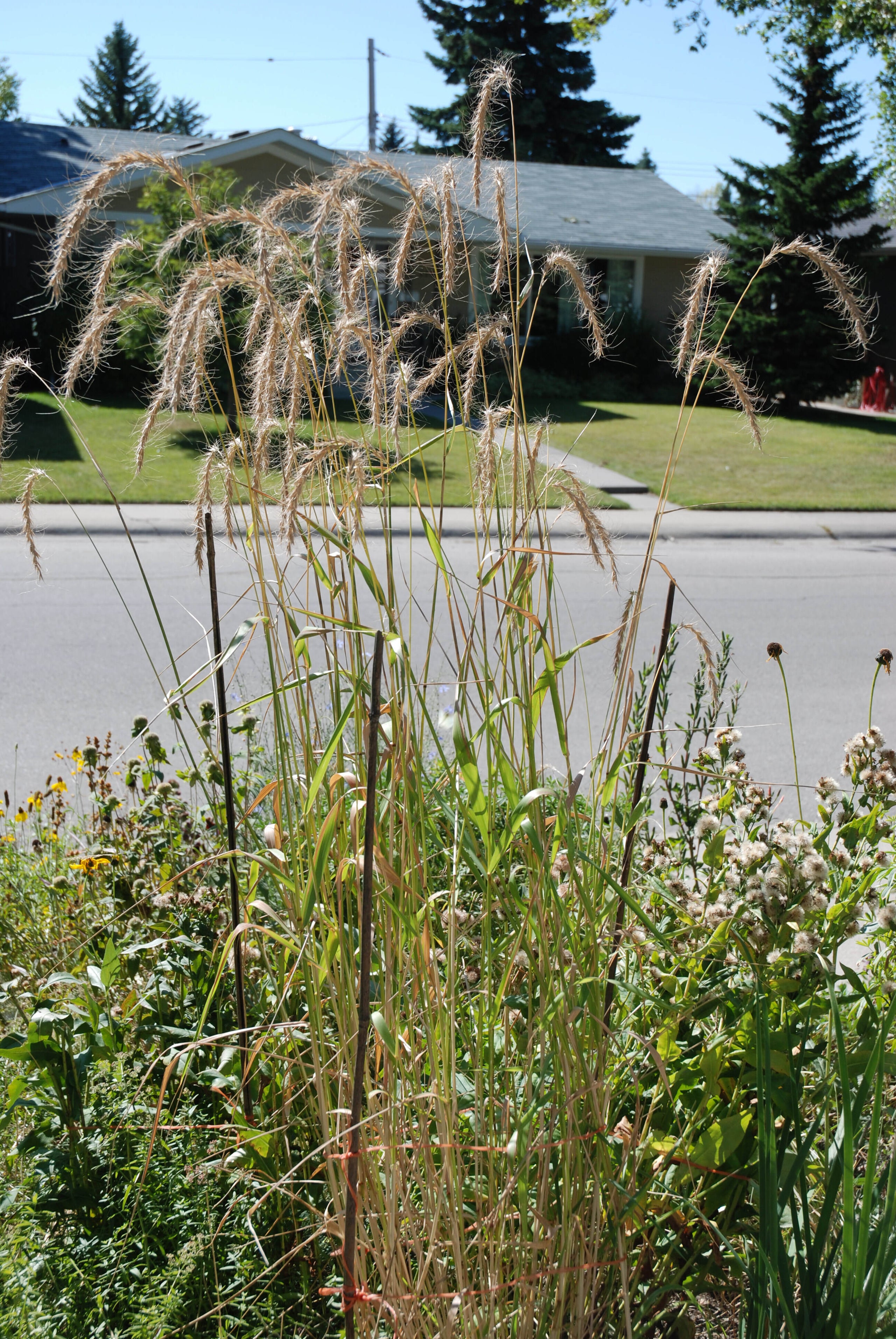 Elymus Canadensis Canada Wild Rye Bulk Seed Per Gram Alcla Native Plants Shop