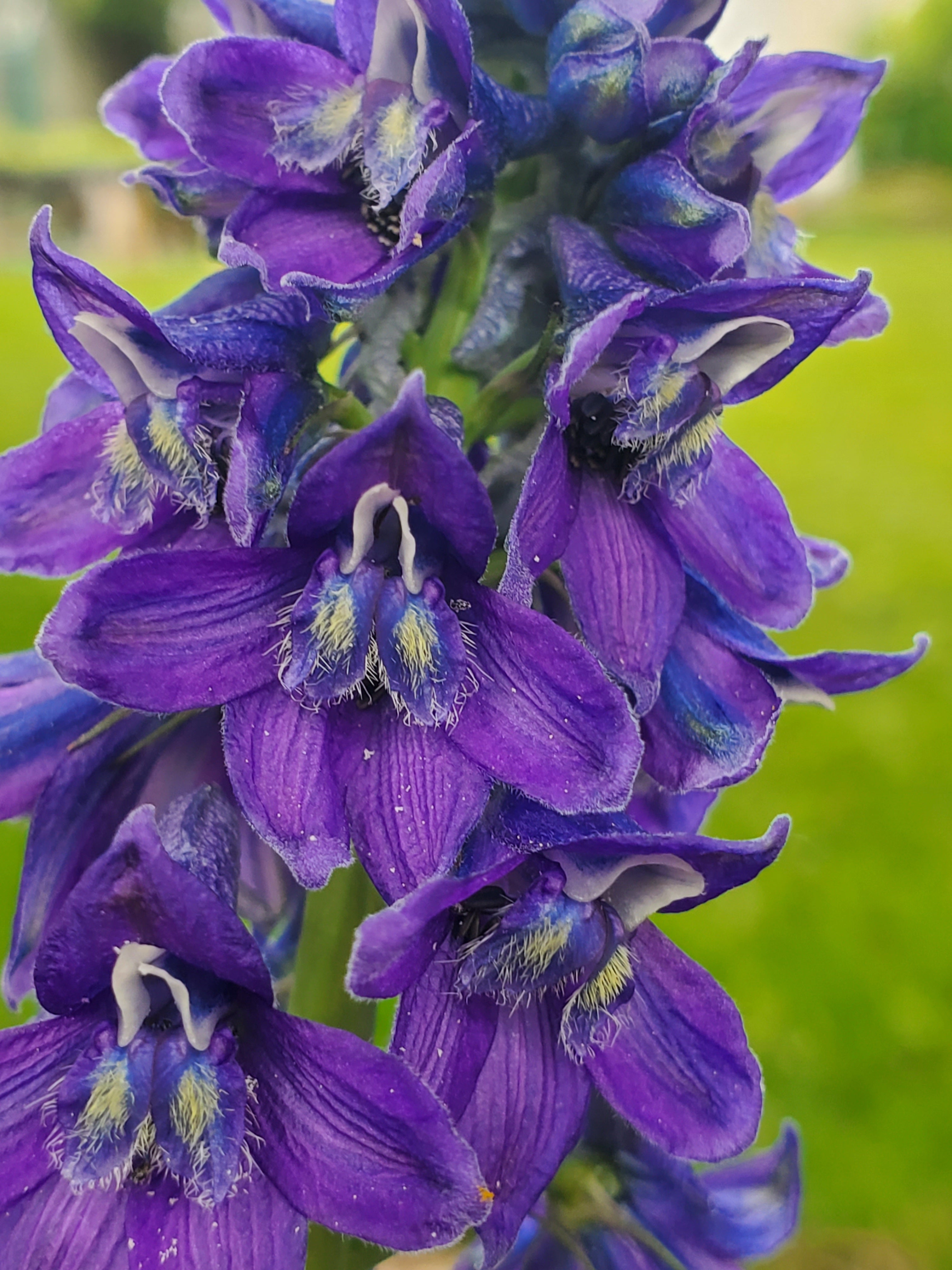Delphinium Glaucum Tall Larkspur Seed Packet ALCLA Native Plants Shop Delphinium Glaucum Tall Larkspur Seed Packet ALCLA Native Plants Shop