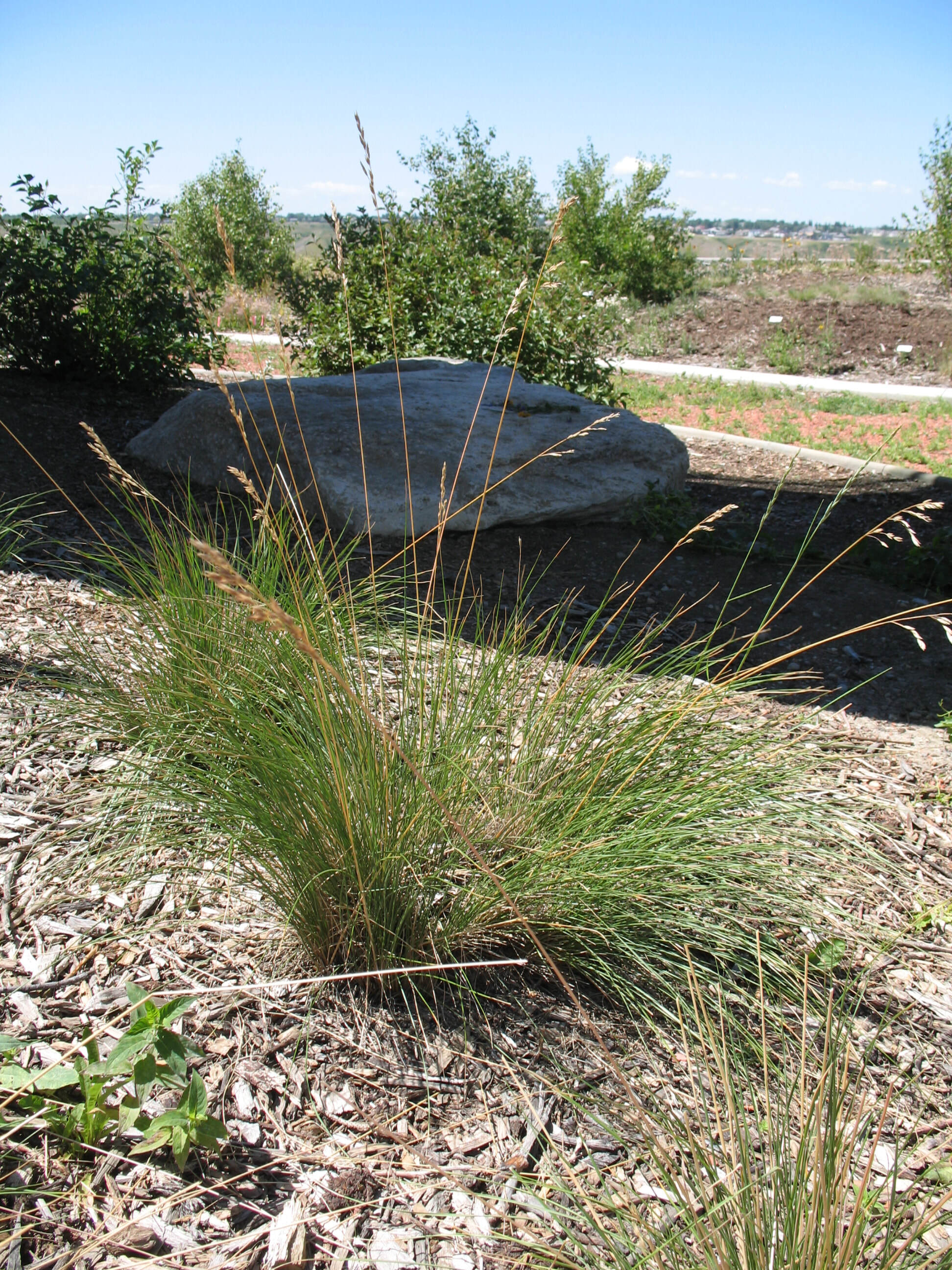 Festuca campestris (Foothills Rough Fescue) bulk seed per pound | ALCLA ...